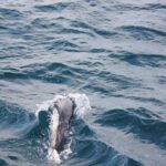 Boat Trip to See Marine Life in Puerto Escondido - The Key Points