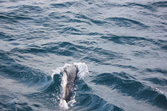 Boat Trip to See Marine Life in Puerto Escondido - The Key Points