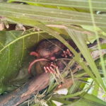 Bohol: Budgeted Countryside with Buffet Lunch Private Tour - Who Should Consider This Tour?