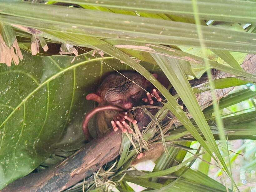 Bohol: Budgeted Countryside with Buffet Lunch Private Tour - Who Should Consider This Tour?