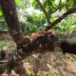 Bohol Chocolate Making and Farm Tour - Breaking Down the Experience: From Cacao Tree to Your Treats