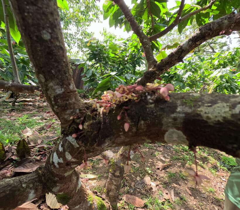 Bohol Chocolate Making and Farm Tour - Breaking Down the Experience: From Cacao Tree to Your Treats
