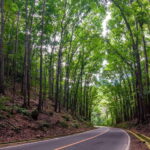 Bohol: Countryside Tour with Loboc (Buffet Lunch) - The Experience: From Morning Pickup to Afternoon Drop-off
