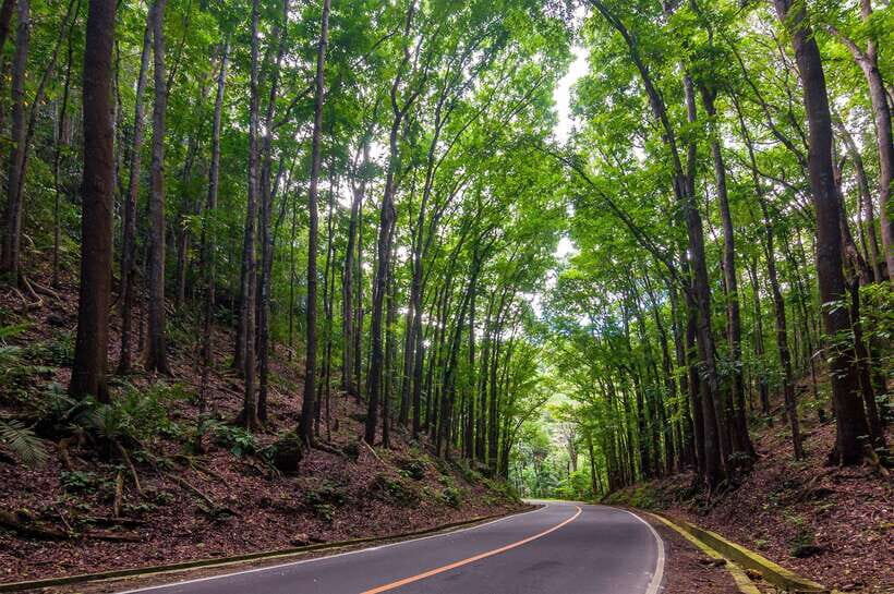 Bohol: Countryside Tour with Loboc (Buffet Lunch) - The Experience: From Morning Pickup to Afternoon Drop-off