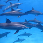 Bohol: Dolphin Watching, Balicasag Island Hopping Tour - The Morning: Dolphin Watching