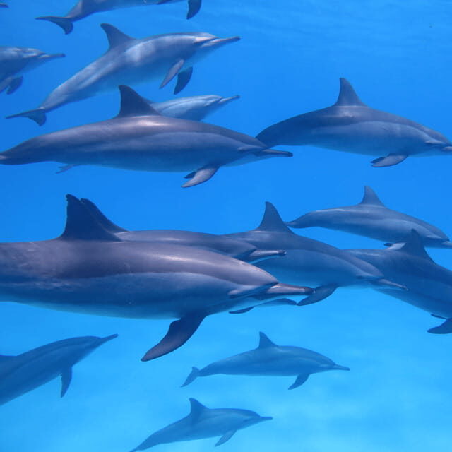 Bohol: Dolphin Watching, Balicasag Island Hopping Tour - The Morning: Dolphin Watching