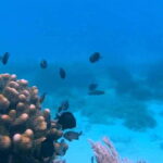 Bohol: Dolphin Watching & Snorkeling at Balicasag Island - Who will love this tour?