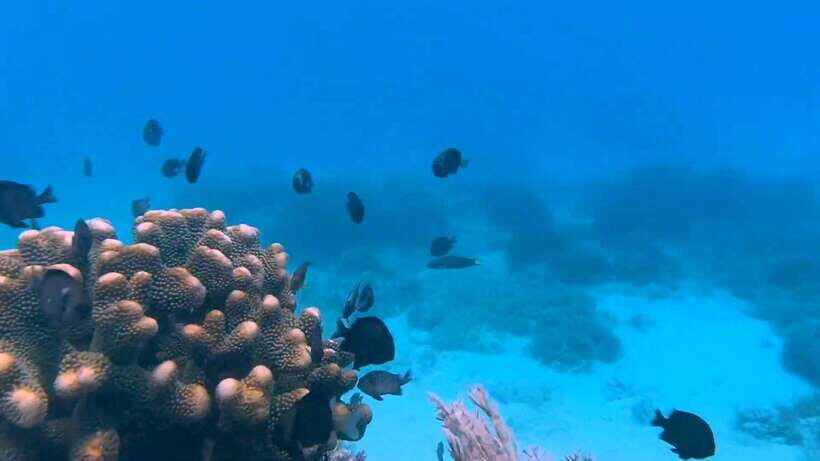 Bohol: Dolphin Watching & Snorkeling at Balicasag Island - Who will love this tour?