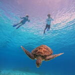 BOHOL: Dolphin Watching, Turtle Swim and Island Party - The Adventure Begins: A Detailed Look at the Itinerary