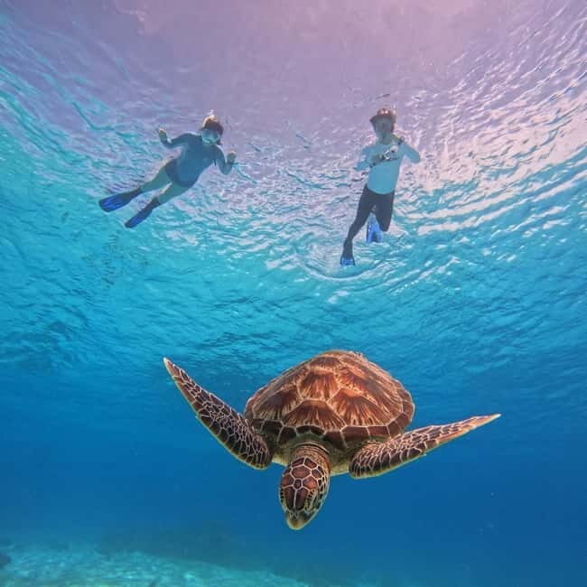 BOHOL: Dolphin Watching, Turtle Swim and Island Party - The Adventure Begins: A Detailed Look at the Itinerary