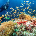 Bohol: First-Time Scuba Dive - No Experience Needed - Who Will Love This Experience?