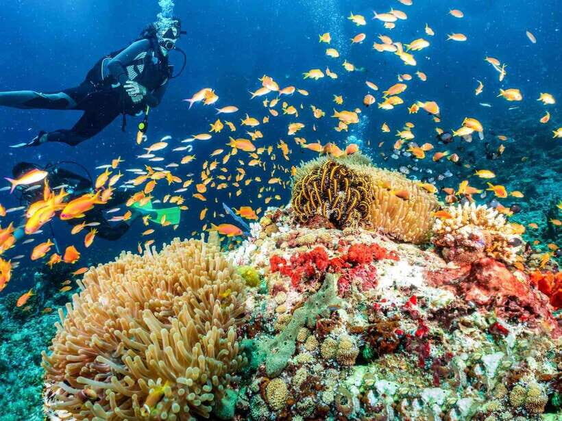 Bohol: First-Time Scuba Dive - No Experience Needed - Who Will Love This Experience?