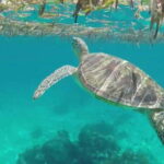 Bohol Island Hopping Tour (Private Tour) - The Experience: What You Should Know