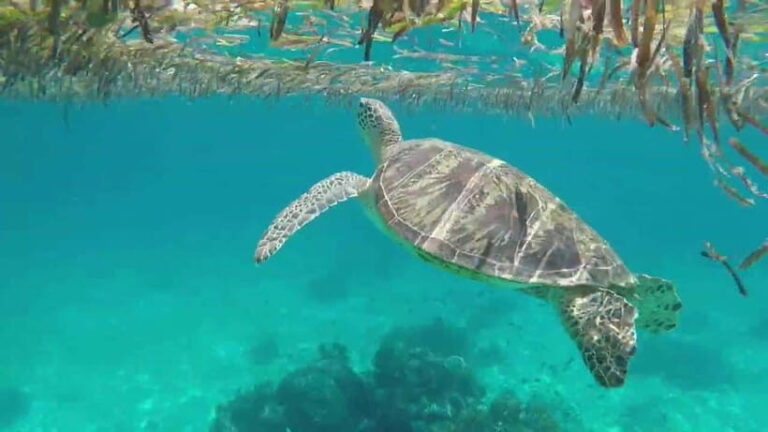 Bohol Island Hopping Tour (Private Tour) - The Experience: What You Should Know