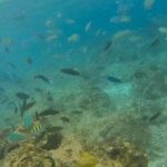 Bohol: Pamilacan Island Dolphin & Whale Watching Tour - The Practicalities and Experience Details