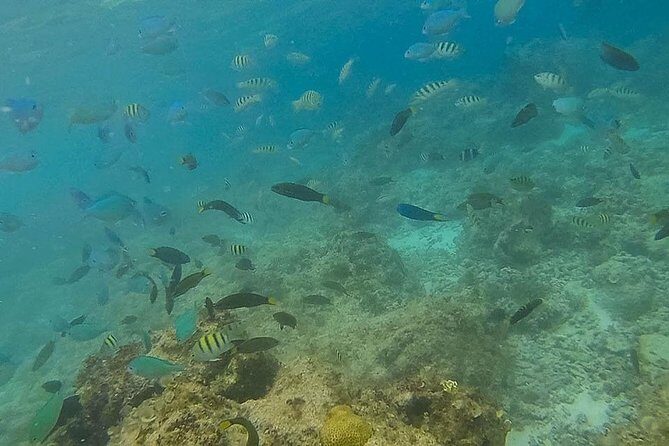 Bohol: Pamilacan Island Dolphin & Whale Watching Tour - The Practicalities and Experience Details