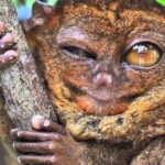 Bohol: Premium Chocolate Hills, Tarsiers & River Experience - Visit the Chocolate Hills