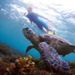 Bohol: Swim with Sea Turtles & Dolphins Island Hopping Tour - Practical Details and What You Can Expect