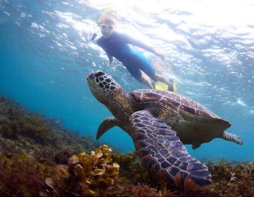Bohol: Swim with Sea Turtles & Dolphins Island Hopping Tour - Practical Details and What You Can Expect
