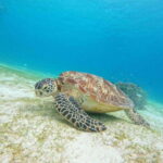 Bohol: Turtle Sanctuary Snorkeling Boat Tour with Lunch - The Highlights of the Tour