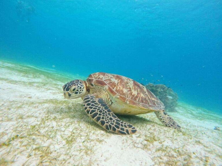 Bohol: Turtle Sanctuary Snorkeling Boat Tour with Lunch - The Highlights of the Tour