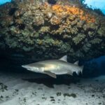 Bondi: Shark Dive at Bushrangers Bay for Certified Divers - Detailed Itinerary and What to Expect