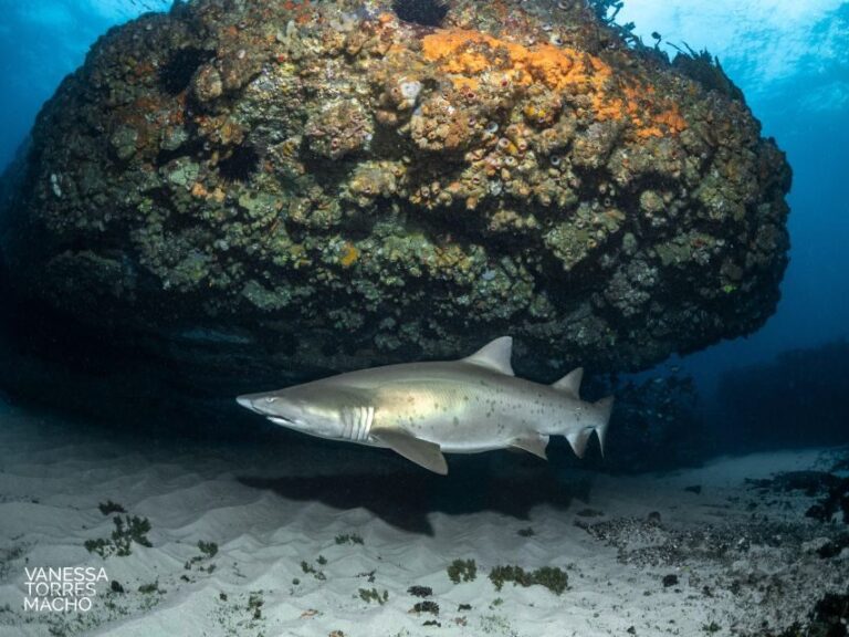 Bondi: Shark Dive at Bushrangers Bay for Certified Divers - Detailed Itinerary and What to Expect