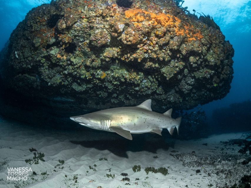 Bondi: Shark Dive at Bushrangers Bay for Certified Divers - Detailed Itinerary and What to Expect