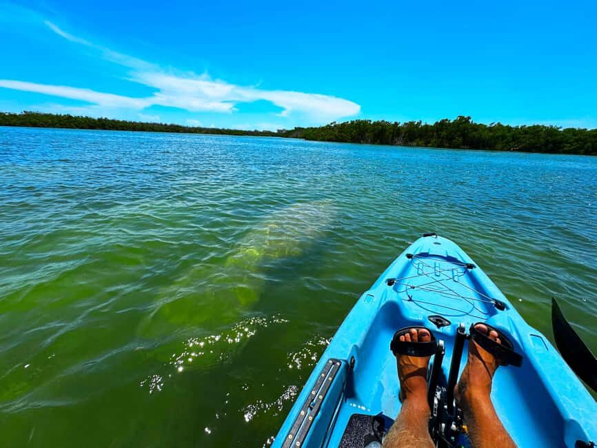 Bonita Springs: Kayak Tour with Manatees, Dolphins Sightings - Why This Tour Offers Good Value