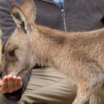 Bonorong Wildlife Park and Richmond Afternoon Tour from Hobart - The Wildlife Sanctuary: Close Encounters and Conservation