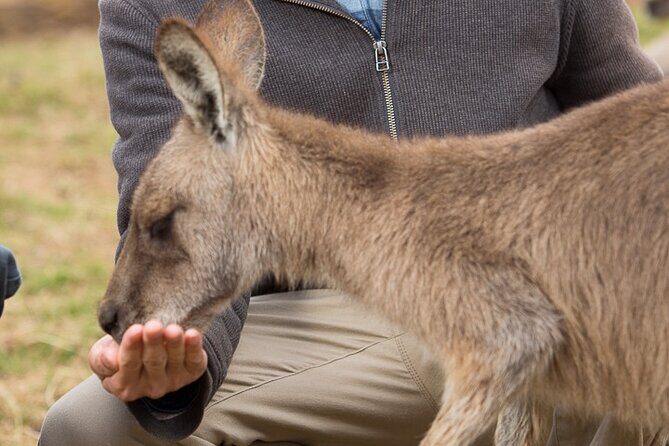 Bonorong Wildlife Park and Richmond Afternoon Tour from Hobart - The Wildlife Sanctuary: Close Encounters and Conservation