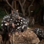 Bonorong Wildlife Sanctuary Guided Night Tour - What to Expect: A Step-by-Step Experience