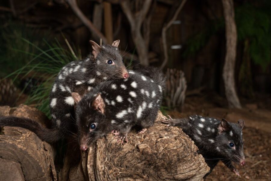 Bonorong Wildlife Sanctuary Guided Night Tour - What to Expect: A Step-by-Step Experience