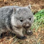 Bonorong Wildlife Sanctuary Half-Day Tour from Hobart - Transportation and Group Dynamics