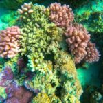 Bora Bora: 1/2 day Coral Discovery tour - Shared tour - An In-Depth Look at the Coral Discovery Tour