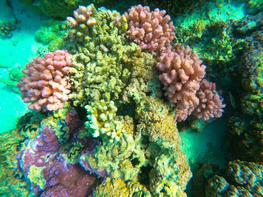 Bora Bora: 1/2 day Coral Discovery tour - Shared tour - An In-Depth Look at the Coral Discovery Tour
