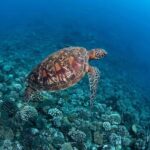 Bora Bora: 1 afternoon dive for certified divers - What Makes This Tour Stand Out?