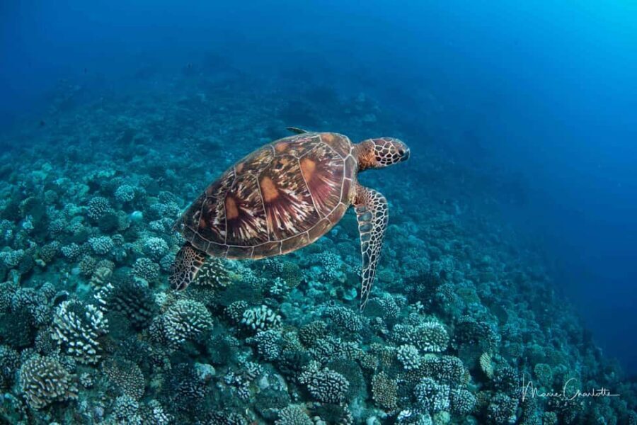 Bora Bora: 1 afternoon dive for certified divers - What Makes This Tour Stand Out?