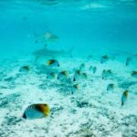 Bora Bora: Half-Day Lagoon Snorkelling Tour - Who Is This Tour Best For?