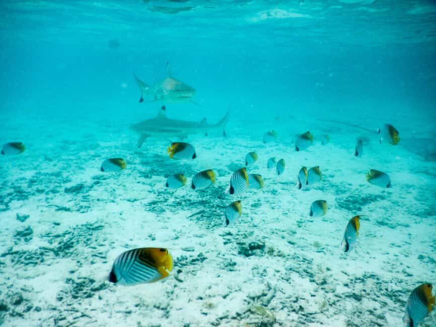 Bora Bora: Half-Day Lagoon Snorkelling Tour - Who Is This Tour Best For?