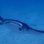 Bora Bora: Luxury Private Half Day Snorkeling Tour - Who Will Love This Tour?