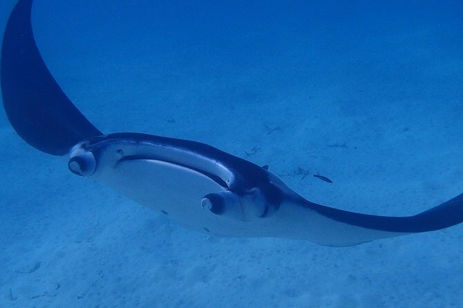 Bora Bora: Luxury Private Half Day Snorkeling Tour - Who Will Love This Tour?