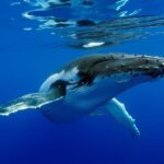 Bora Bora Whale Watching - The Itinerary and What to Expect