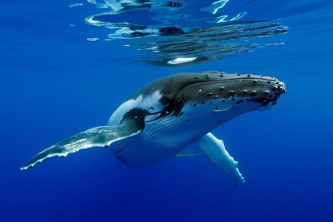 Bora Bora Whale Watching - The Itinerary and What to Expect