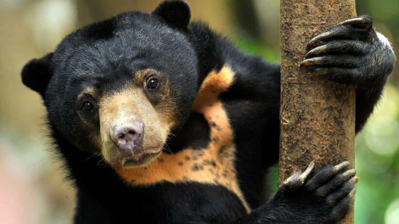 Borneo : Orangutan, Proboscis Monkey, and Sun Bear Tour - Who Should Consider This Tour?