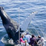 Boston: City Cruises Whale Watching Cruise - Why This Tour Is Perfect for You
