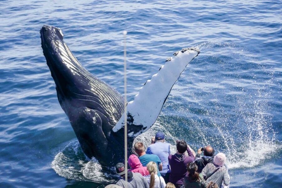 Boston: City Cruises Whale Watching Cruise - Why This Tour Is Perfect for You