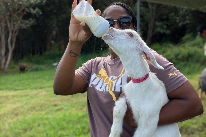 Bottle Feed & Cuddle Baby Goats Tour on Big Island Farm - The Reviews in Their Own Words