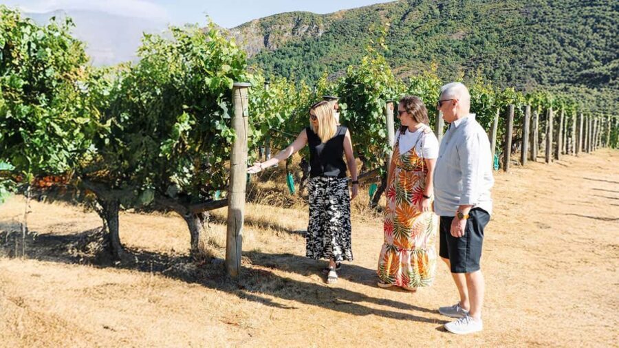 Boutique Winery Half-Day Tour & Vineyard Platter-Style Lunch - What Do Travelers Say?