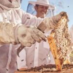 Bowral: Honey Tasting and Hive Opening with Morning Tea - Final Thoughts